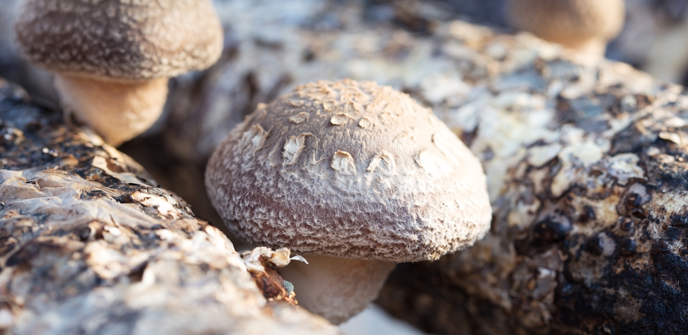 Shiitake – houba malá, ale šikovná